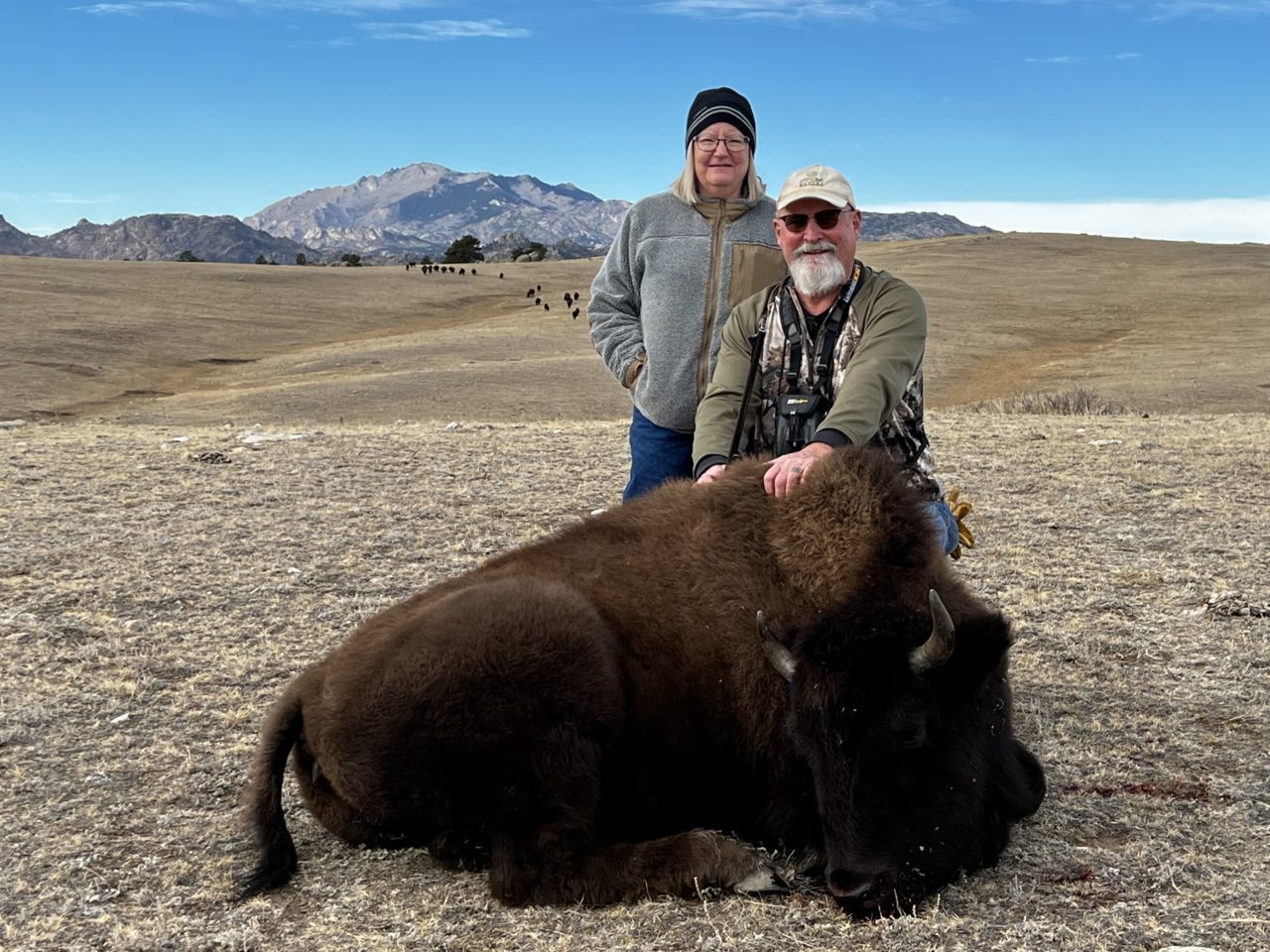 Bison Heifers | Twin Pine Bison Co.